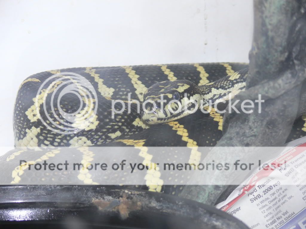 50% diamond x jungle carpet python bargain!! (doncaster) | Reptile Forums