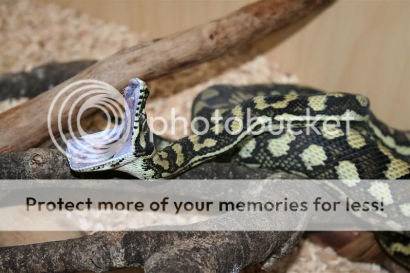Snake Yawn Compitition | Reptile Forums