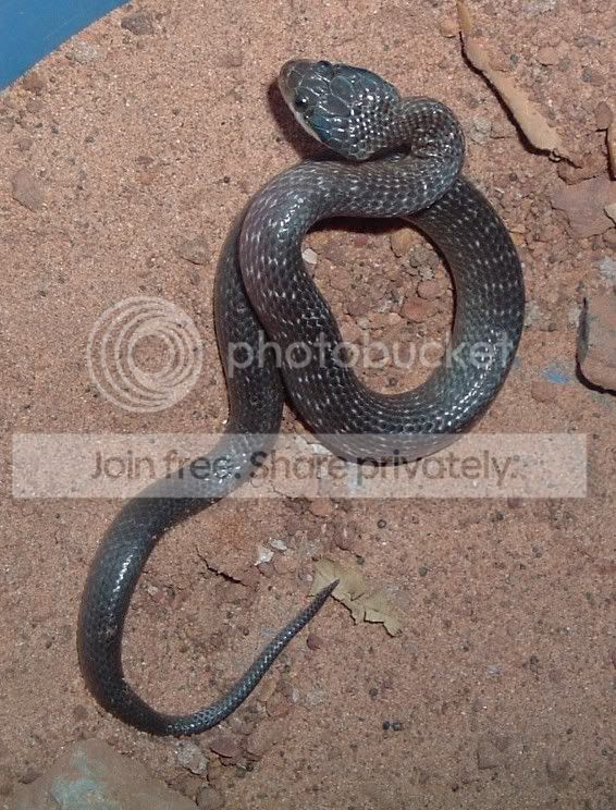Olive Sand Snakes | Reptile Forums