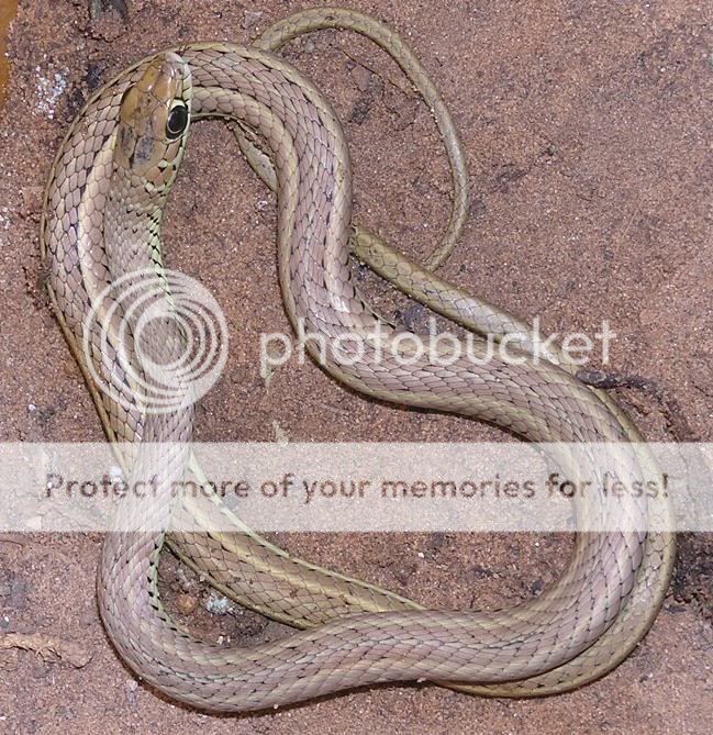 Olive Sand Snakes | Reptile Forums