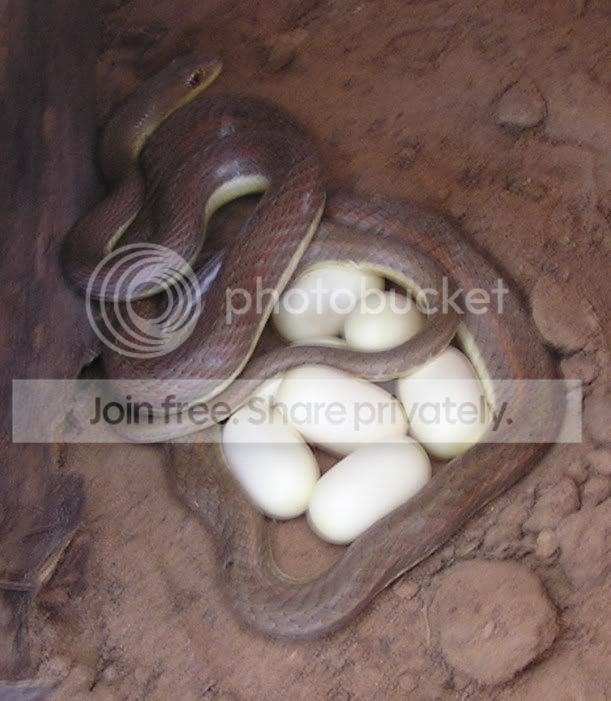 Olive Sand Snakes | Reptile Forums