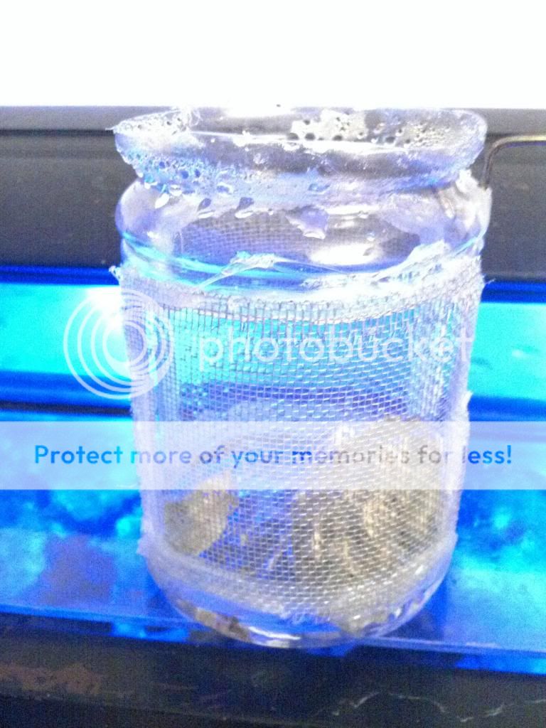 DIY fry nets/baskets | Cichlid Fish Forum