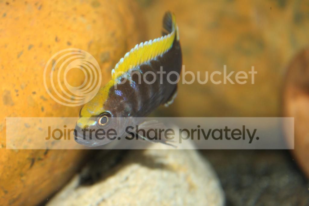 Wild Cynotilapia Aurifrons "Mphanga Rocks" | Cichlid Fish Forum