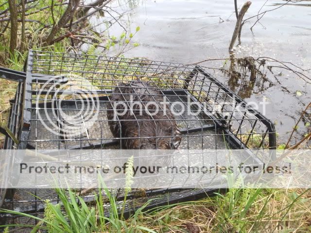 Canadian Trappers Talk Forum • View topic - Live Trapping Beaver