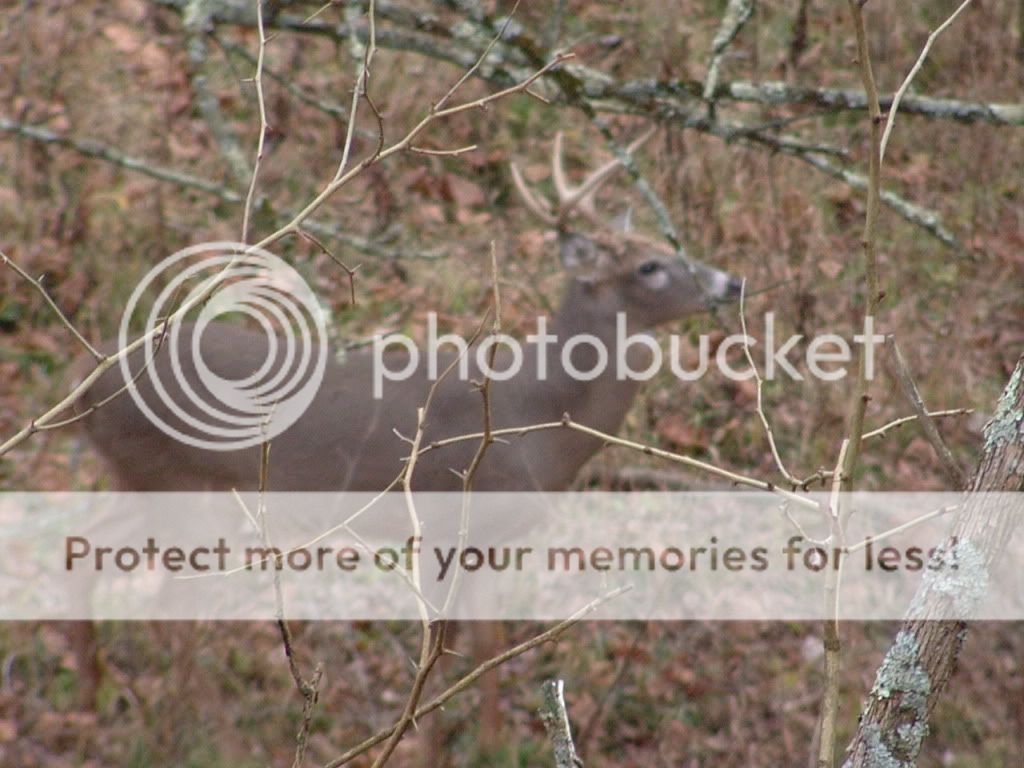 Deer pictures from my treestand. Update, The 12 pointer has been taken ...